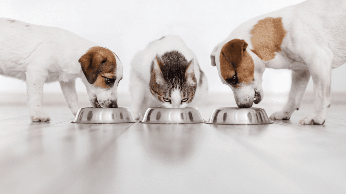 Types of pet food attractants and their research-Cat food palatability ...
