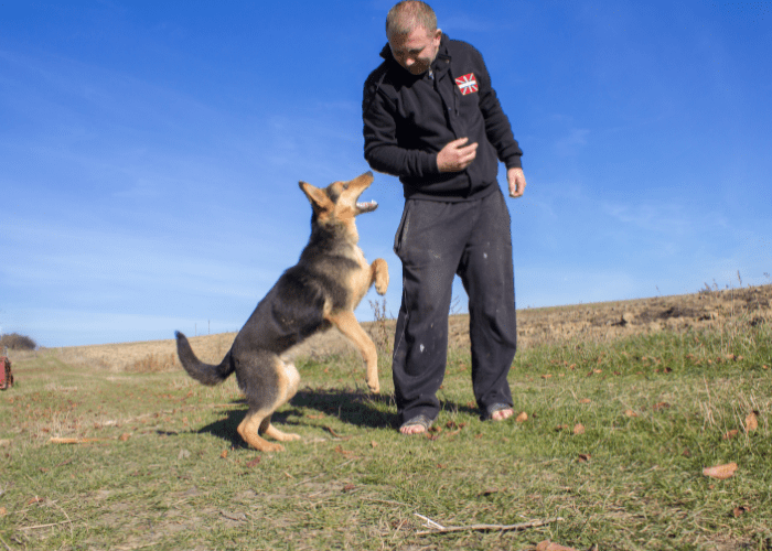 profypet – PET SEASONING