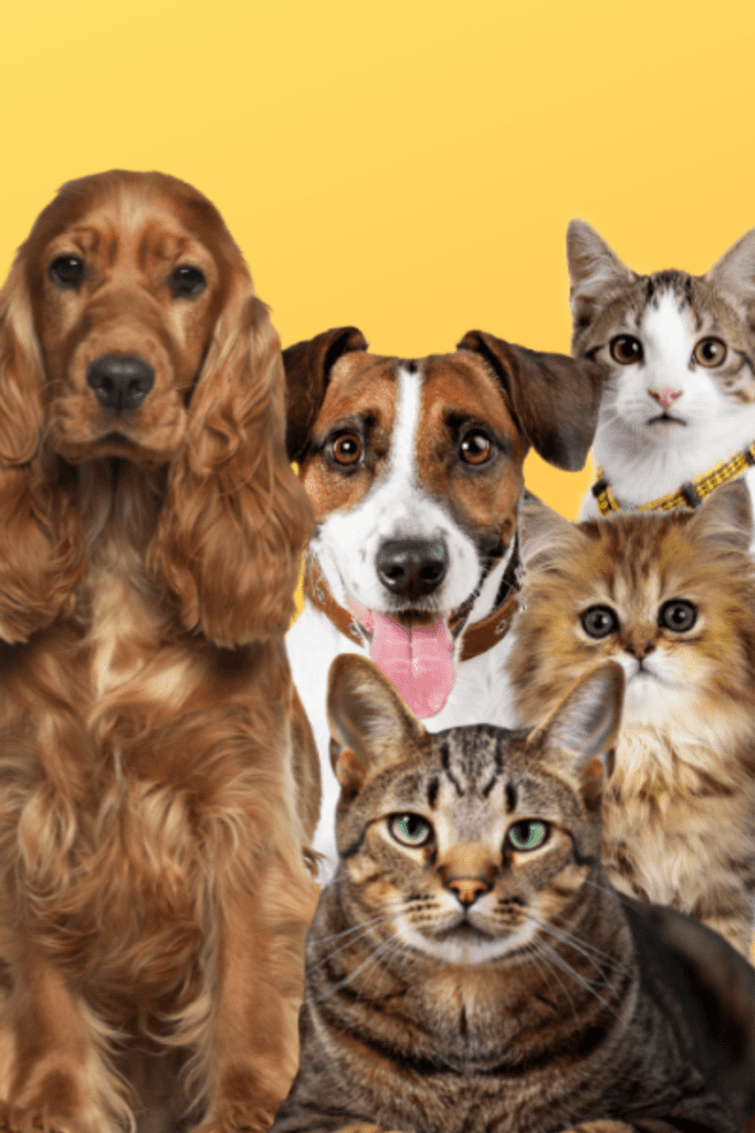 profypet – PET SEASONING