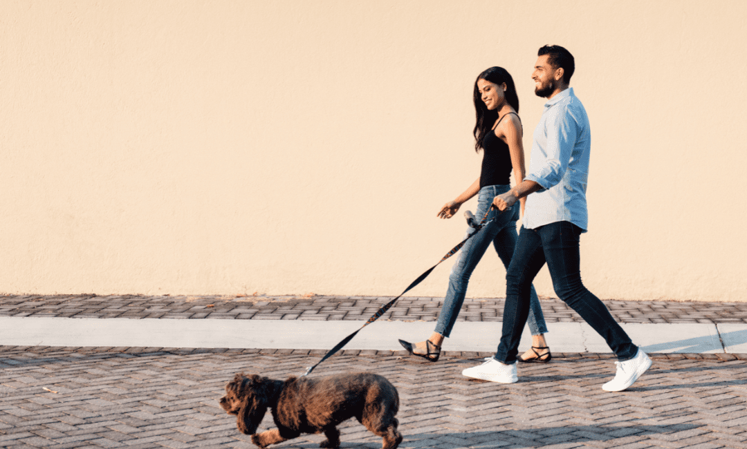 Research progress on pet food palatability assessment methods - Pet ...