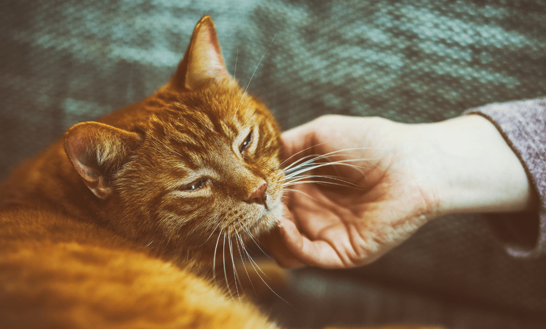 PET FOOD PALATANT FOR DOGS AND CATS - Pet Food Palatant