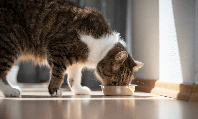 Research progress on pet food palatability assessment methods - Pet ...