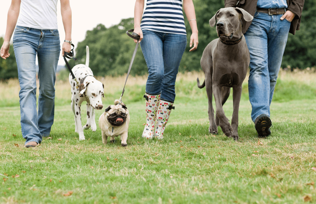 PET FOOD PALATANT FOR DOGS AND CATS - Pet Food Palatant