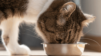 Shop – Profypet Pet Food Palatant