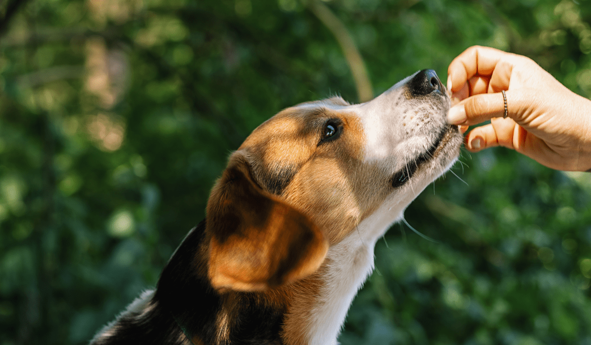 Improving Picky Eaters' Appetites: A Comprehensive Guide to Dog Food ...