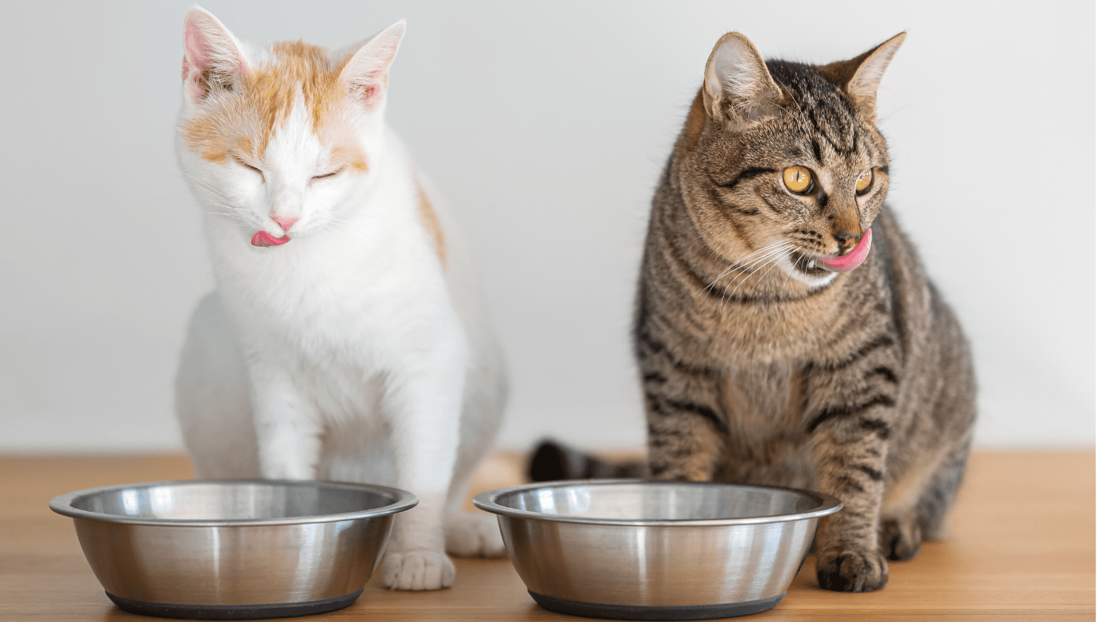 Give Your Cat the Perfect Flavour with Enhancers - Pet Food Palatant