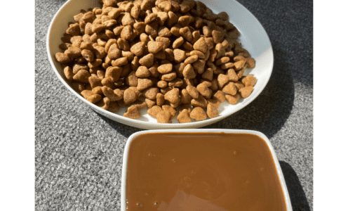 Everything You Need to Know About Pet Food – Profypet Pet Food Palatant