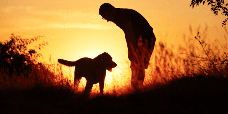 Unveiling the Power of Pet Palatant Ingredients: A Comprehensive Guide ...