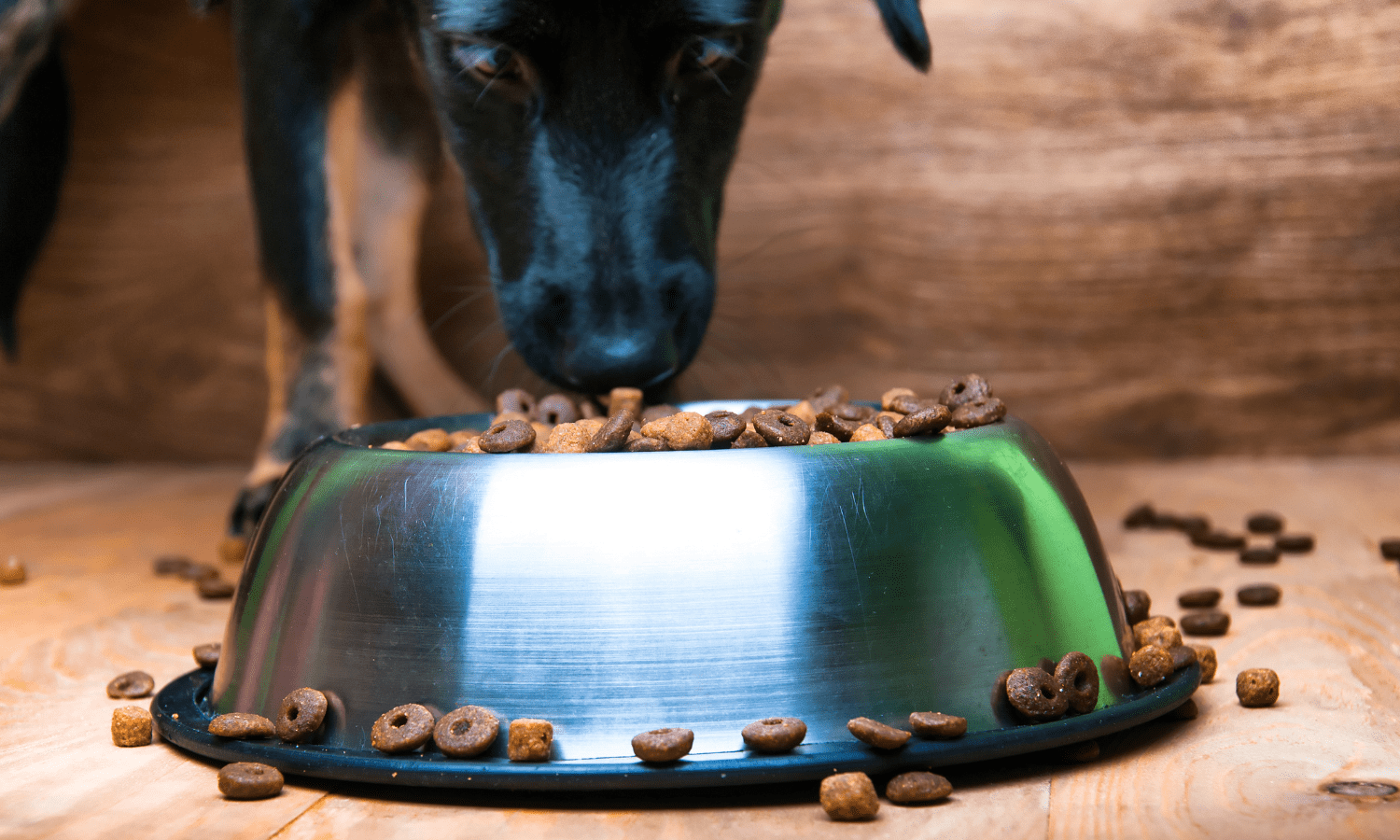 Unveiling the Truth About Pet Food Additives: A Comprehensive Guide ...