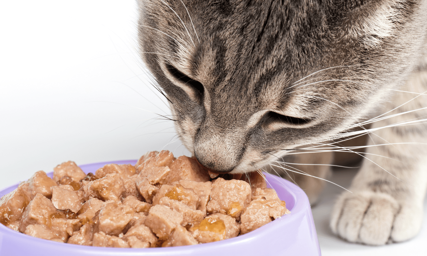 Enhancing Pet Food Palatability: A Comprehensive Guide to Pleasing Your ...