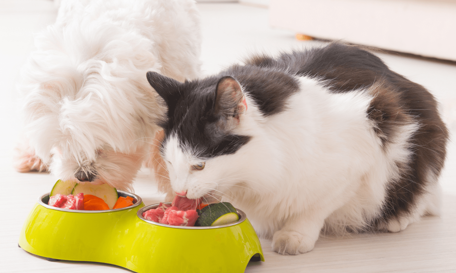 How to Select High-Quality Pet Food from Multiple Angles? - Pet Food ...