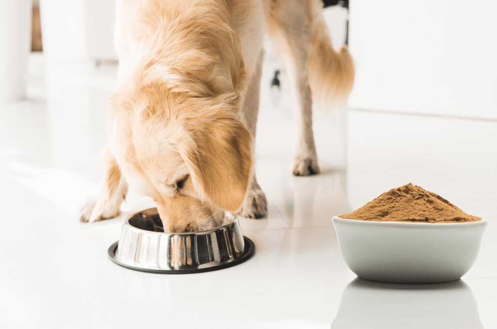 Outline for Blog Post: Are Additives in Dog Food a Boon or a Bane ...
