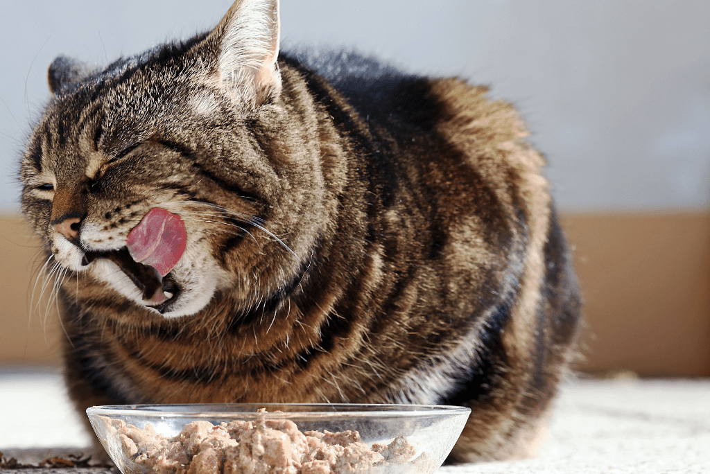 Unlocking the Mysteries of Cat Food Palatants: Your Comprehensive Guide ...