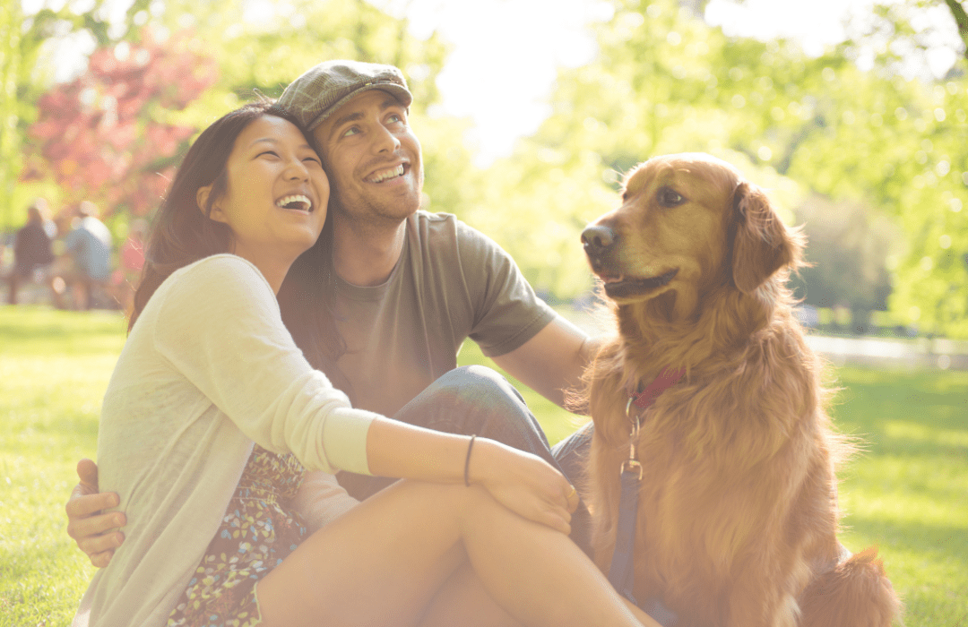 What is a Palatant for Pet Food? - Pet Food Palatant