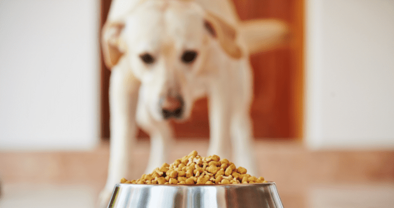What is a Palatant for Pet Food? - Pet Food Palatant