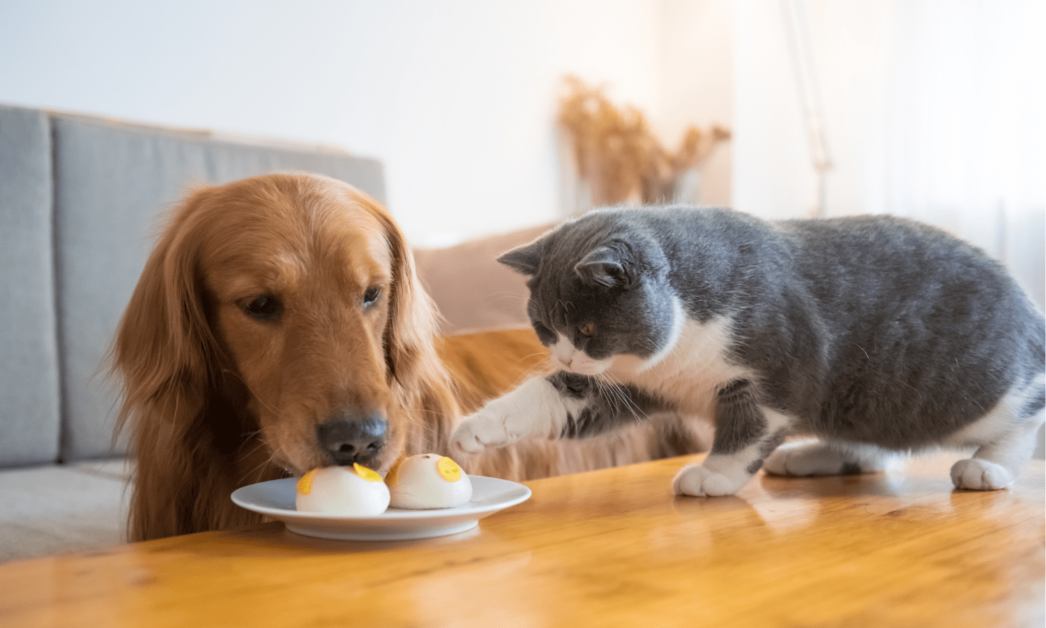 Exploring Feed Additives for Cats - Pet Food Palatant