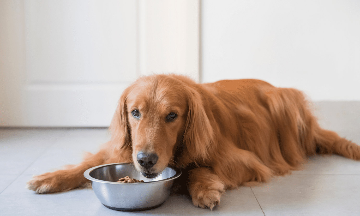 Boosting Your Dog's Appetite - Pet Food Palatant
