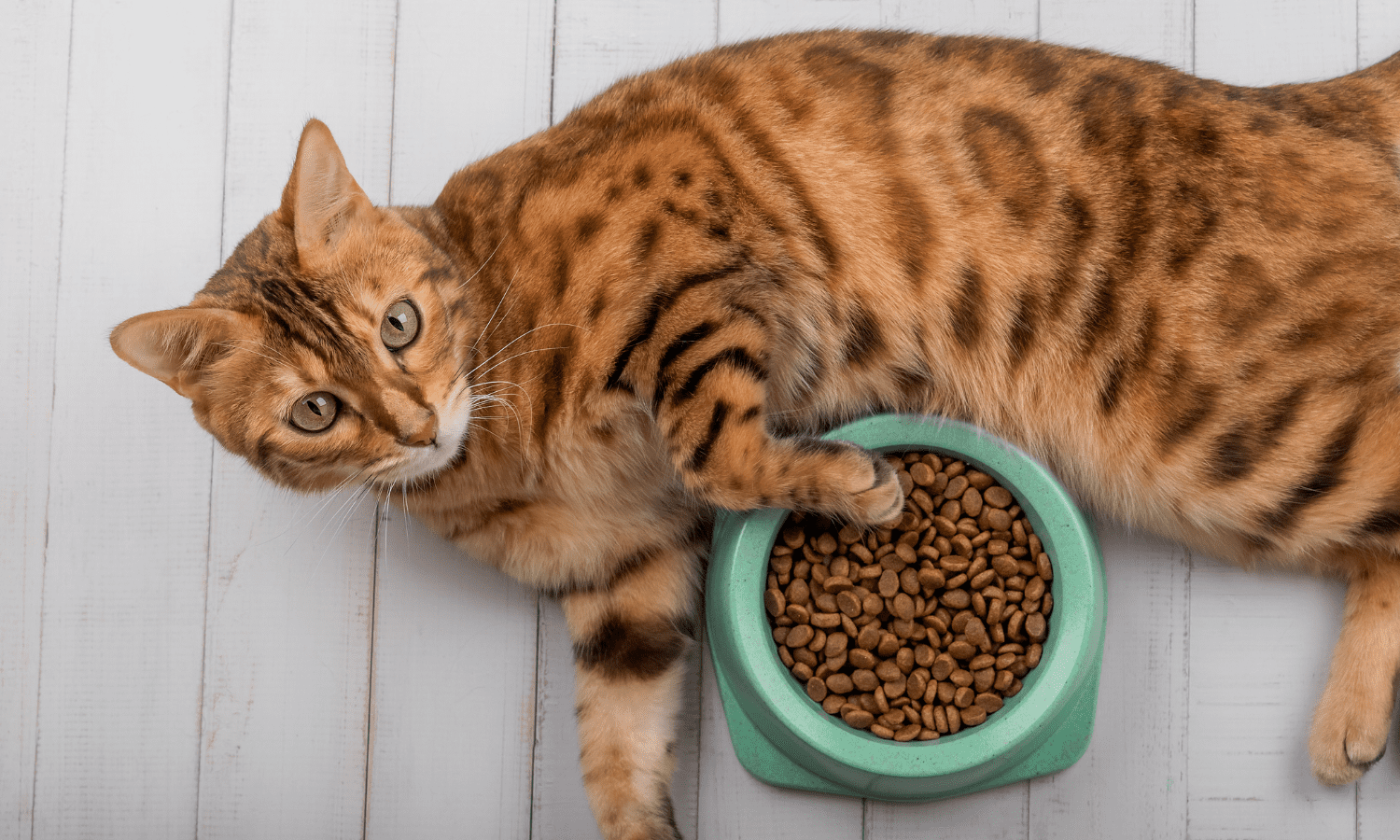 Unleashing Flavor: The Art and Science of Pet Food Seasoning - Pet Food ...
