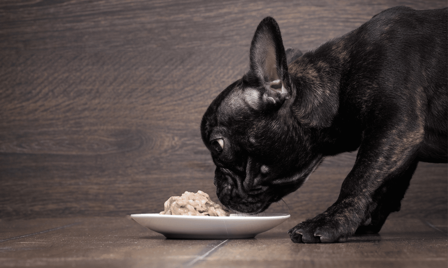 How to Choose the Right Pet Food Palatant - Pet Food Palatant