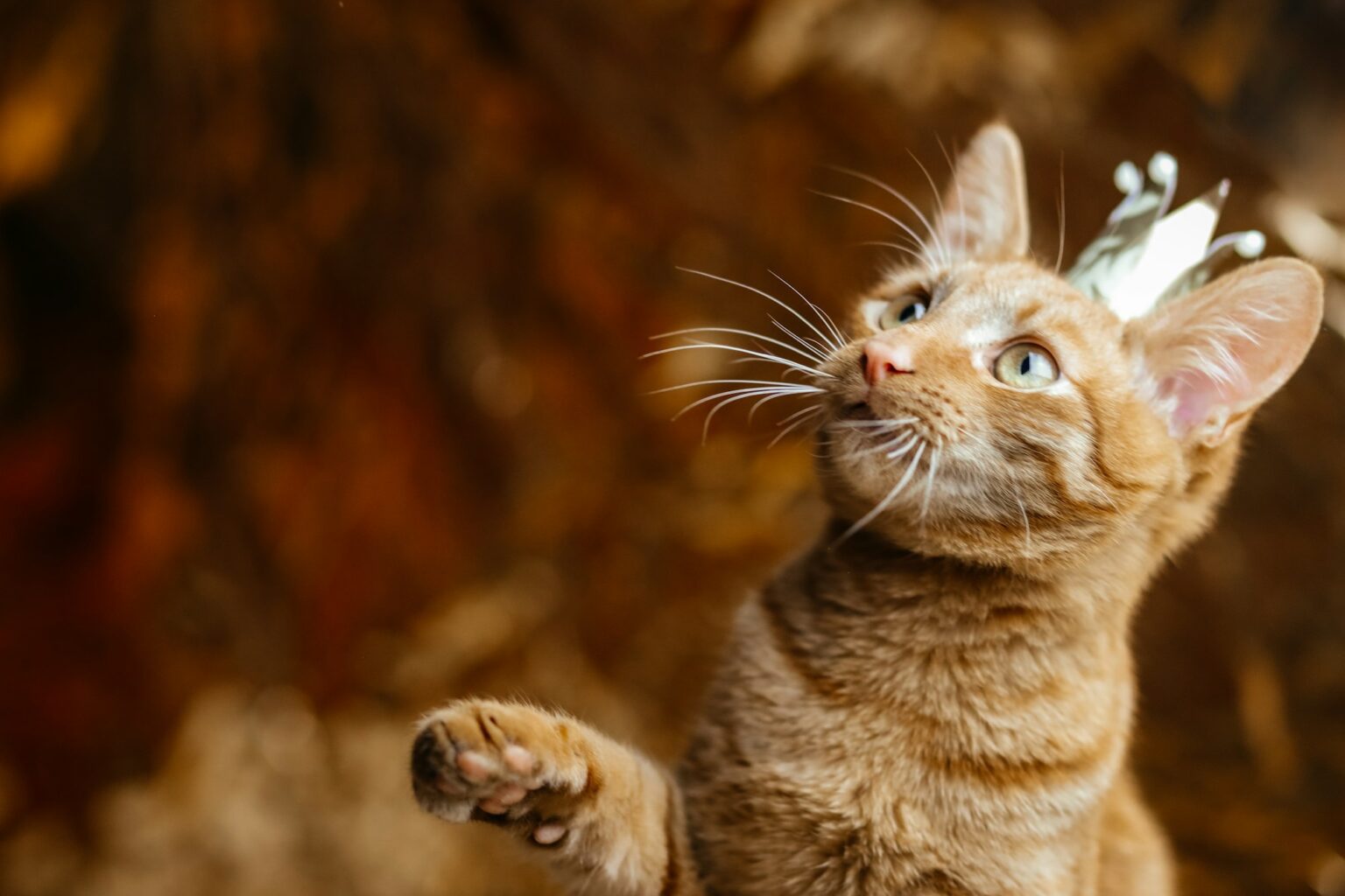 Understanding Palatants: The Science Behind Flavor in Pet Food - Pet ...