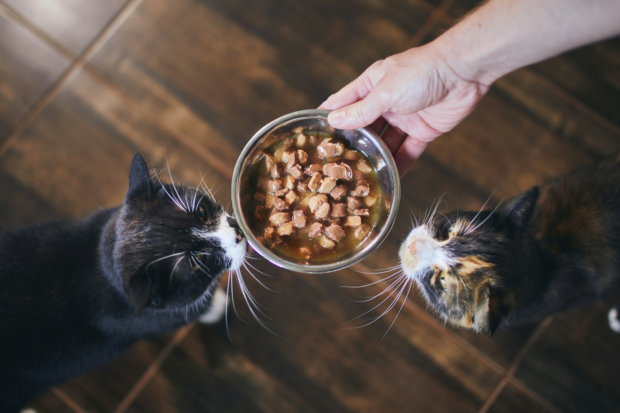 Understanding Pet Food Palatability: A Deep Dive into Research and ...