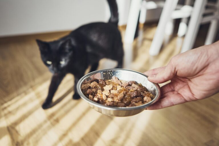 Understanding Palatants: The Science Behind Flavor in Pet Food - Pet ...