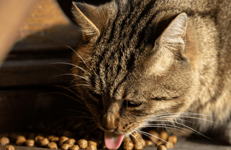 What Is the Best Shape of Kibble for Cats? - Pet Food Palatant
