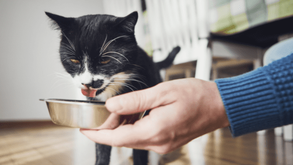 What Is the Best Shape of Kibble for Cats? - Pet Food Palatant