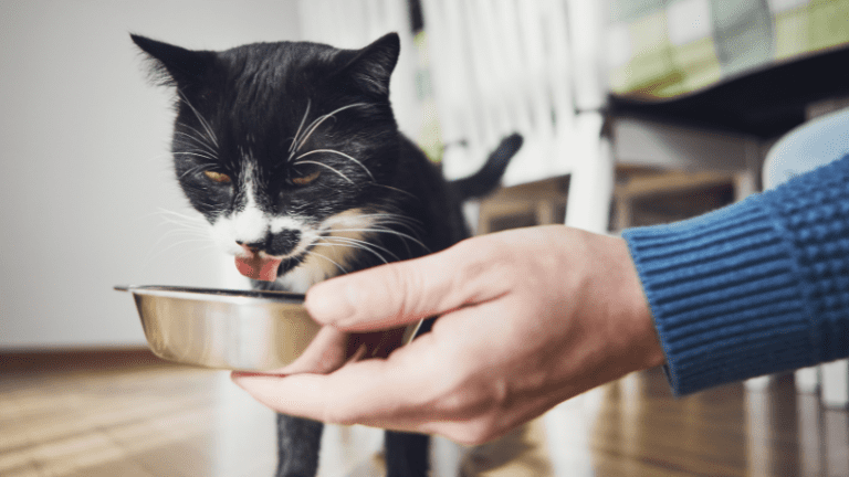 What Is the Best Shape of Kibble for Cats? - Pet Food Palatant