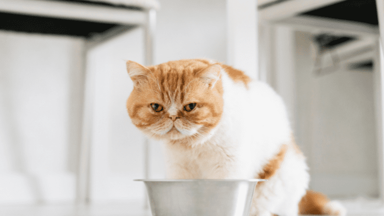 What Is the Best Shape of Kibble for Cats? - Pet Food Palatant