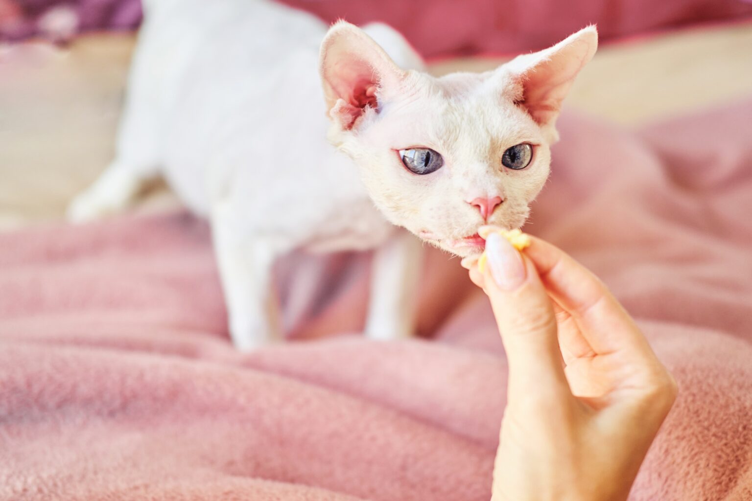 Cat food palatability enhancers - Pet Food Palatant